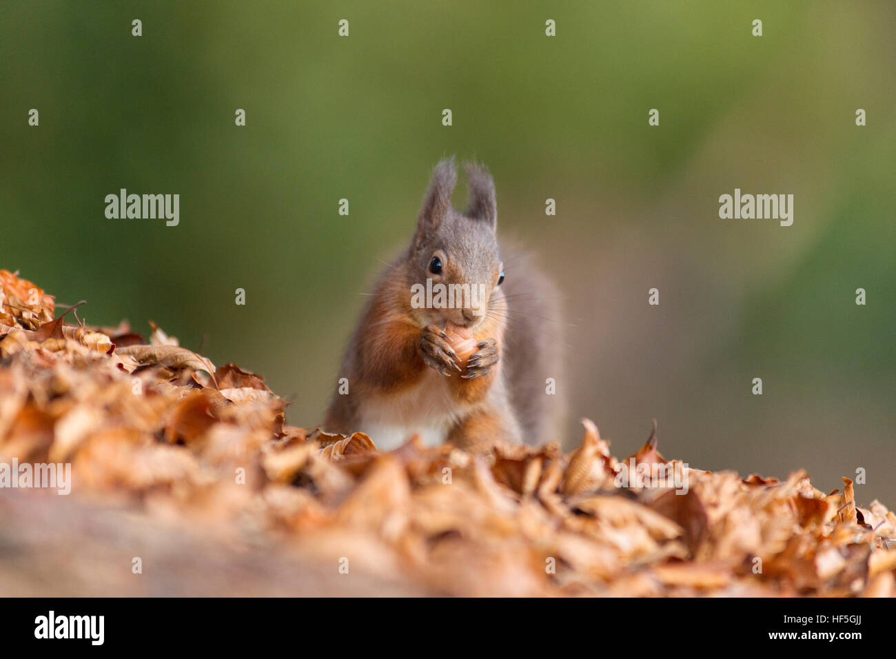 Eurasian Red squirrel (Sciurus vulgaris) feeding in autumnal setting ...