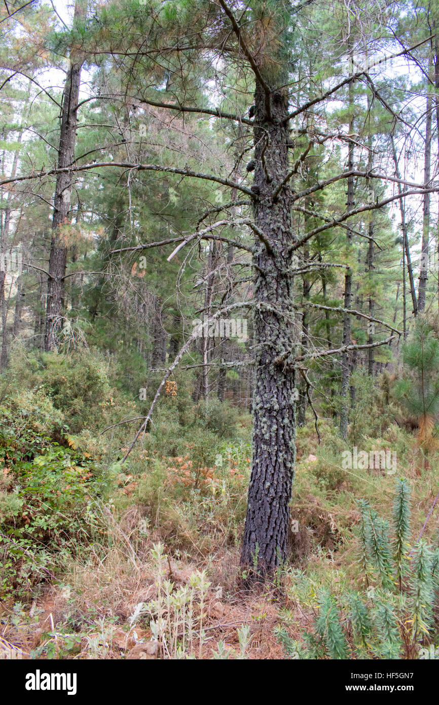 beautiful moss on a tree full frame Stock Photo - Alamy