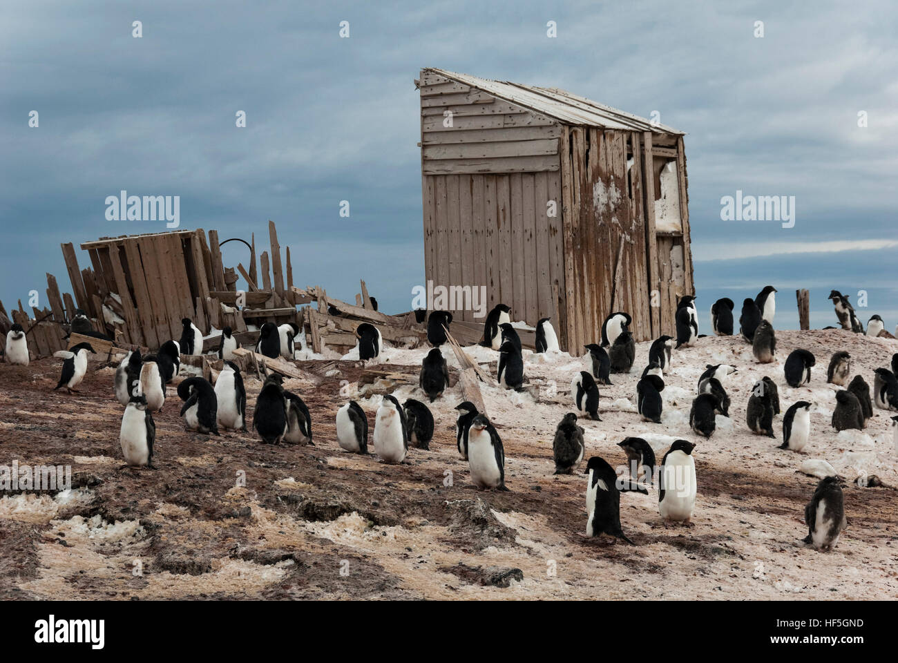 Remains of Scott's Northern Party hut built near Carsten Borchgrevink’s ...
