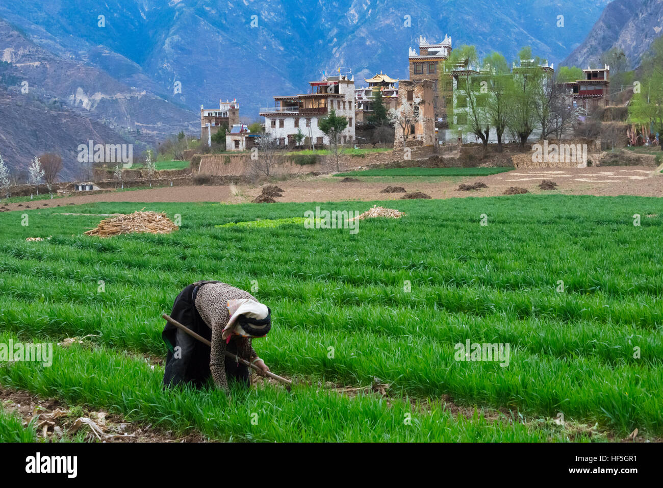 Tibetan farmer hi-res stock photography and images - Alamy