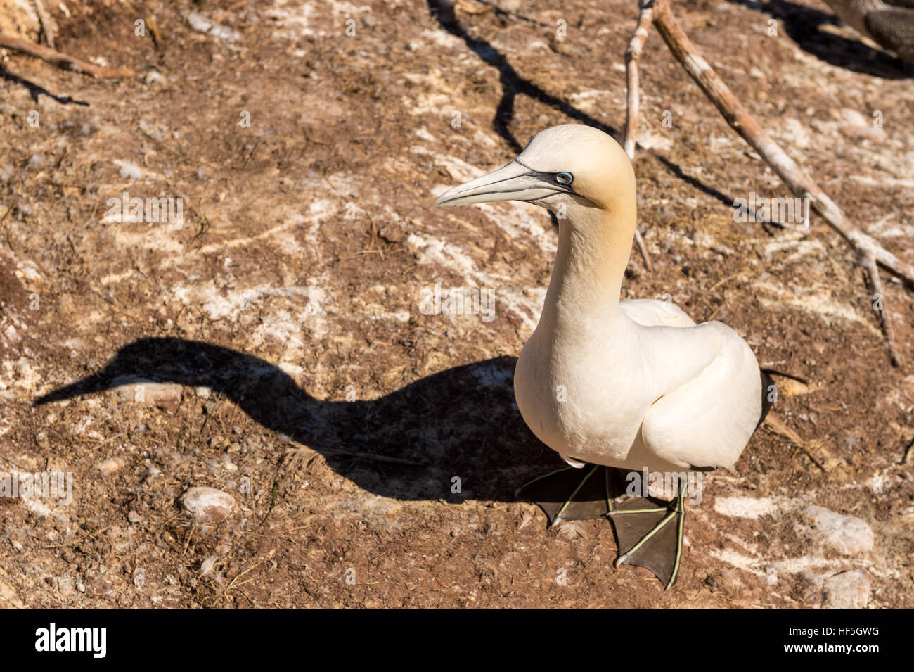 Northern gannet on Bonaventure Island, Quebec, Canada Stock Photo - Alamy