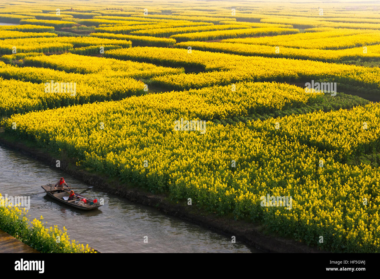 Canola flower fields china hi-res stock photography and images - Alamy