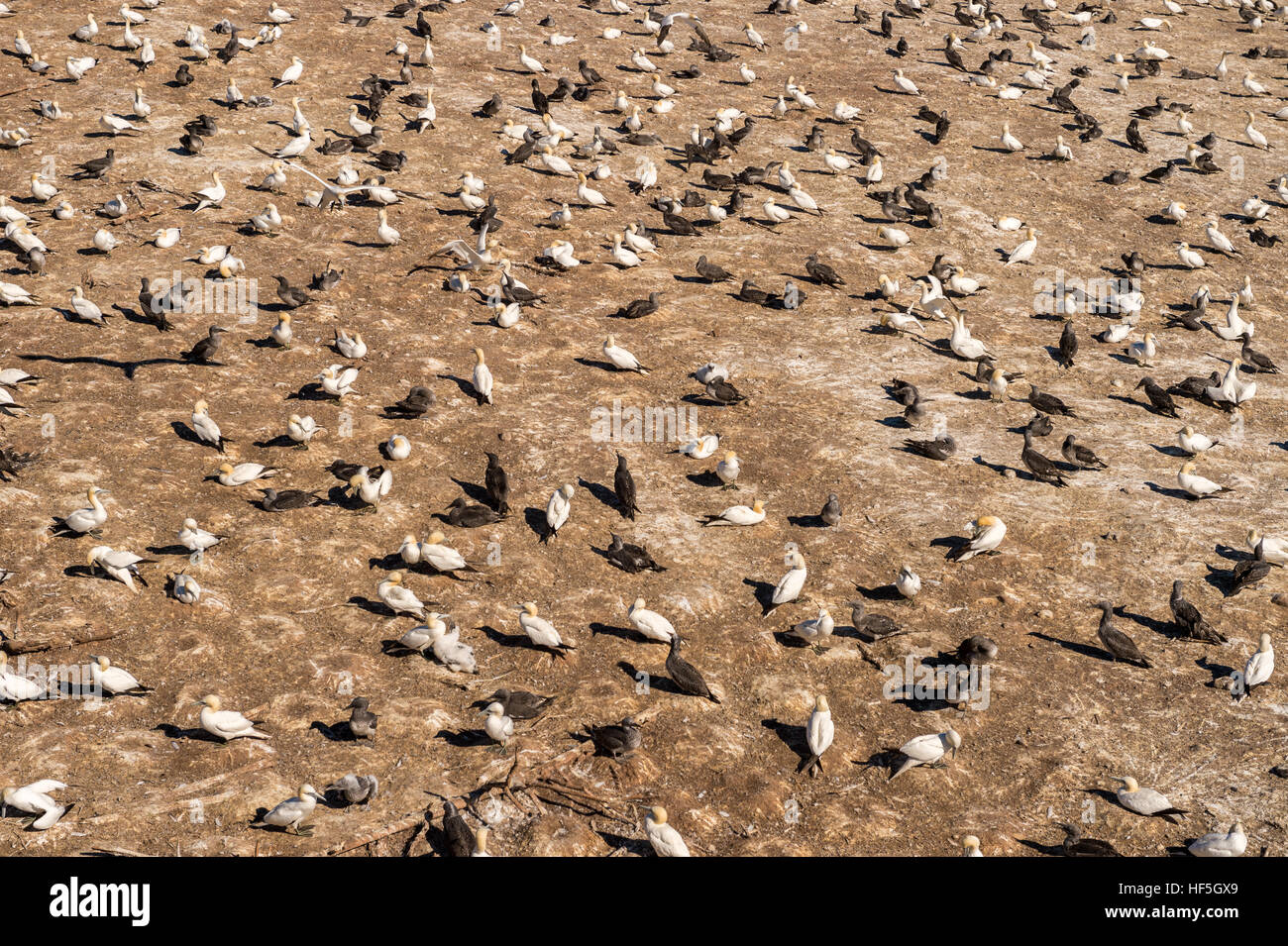 Bonaventure island bird sanctuary hi-res stock photography and images ...