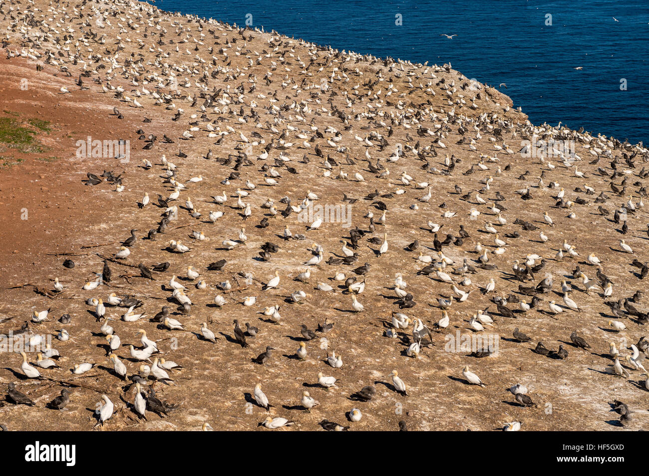 Bonaventure island bird sanctuary hi-res stock photography and images ...