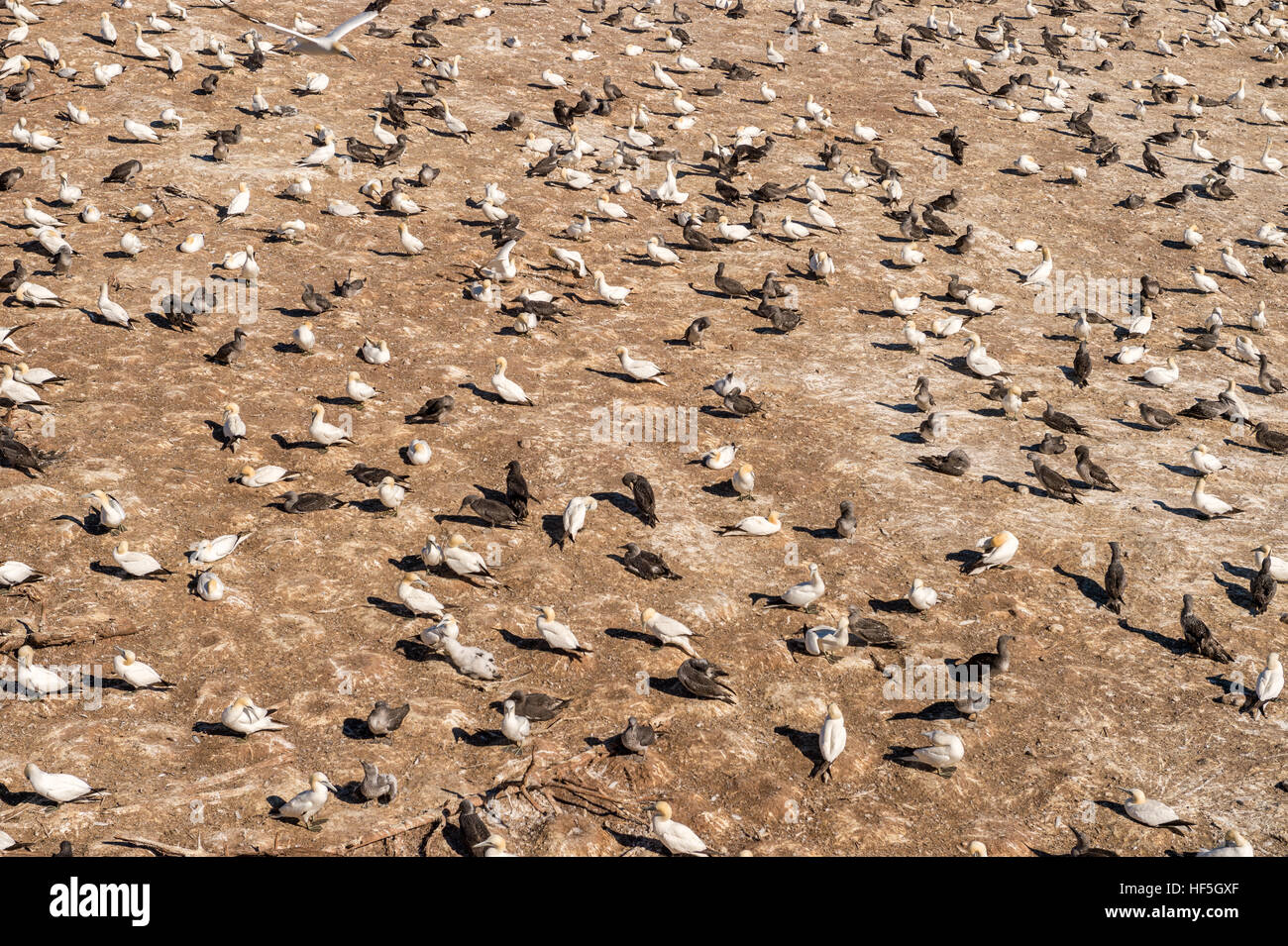 Birds of northern canada hi-res stock photography and images - Alamy