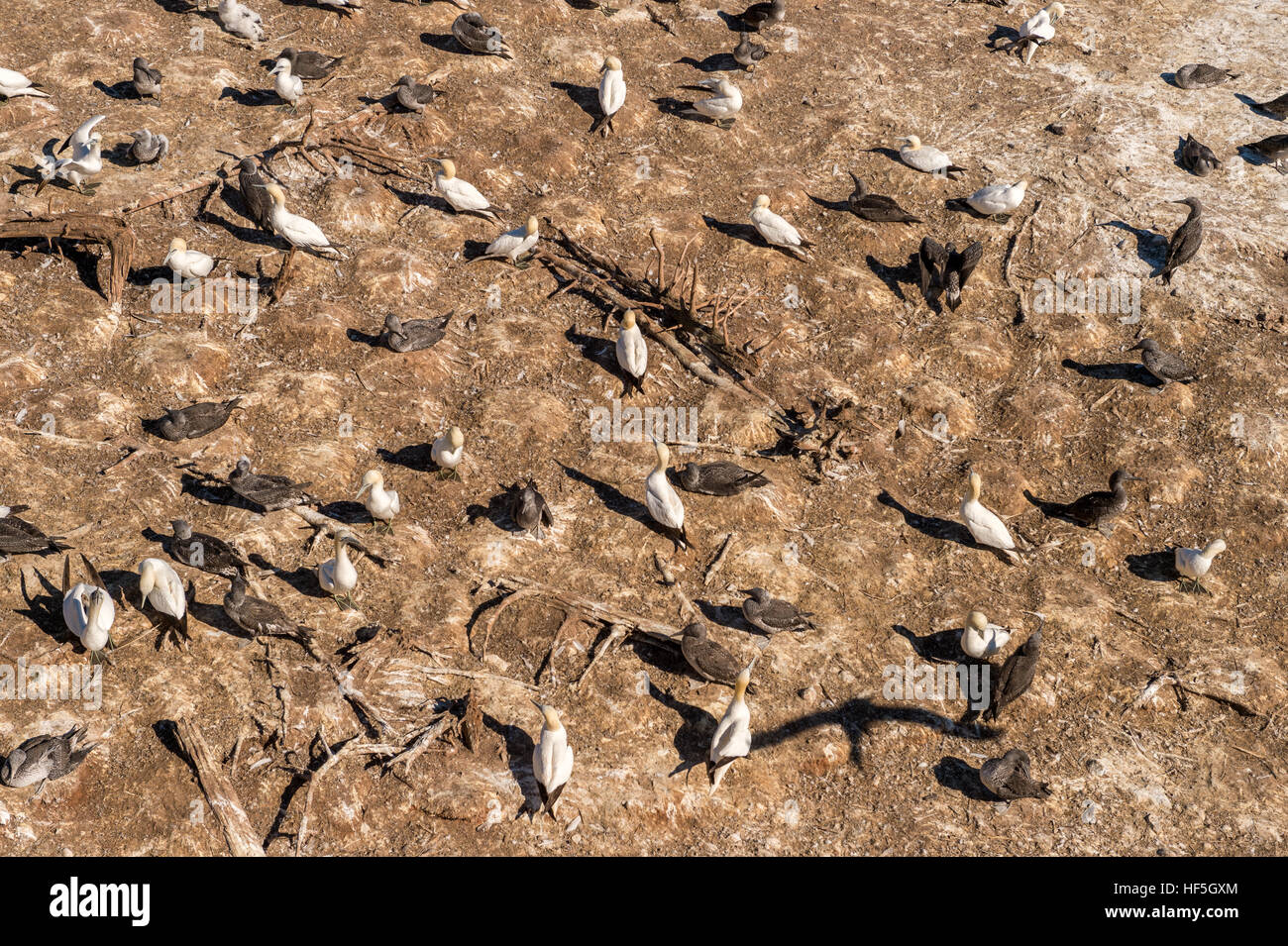 Bonaventure Island Bird Sanctuary High Resolution Stock Photography and ...