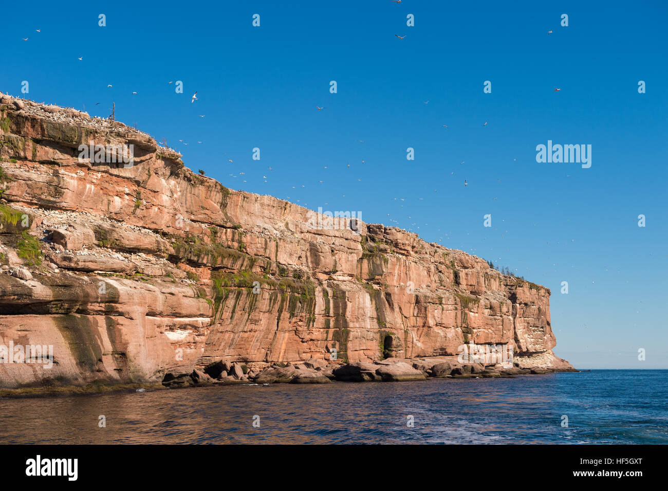 Red sandstone cliffs of Bonaventure Island in the Gaspe Peninsula ...