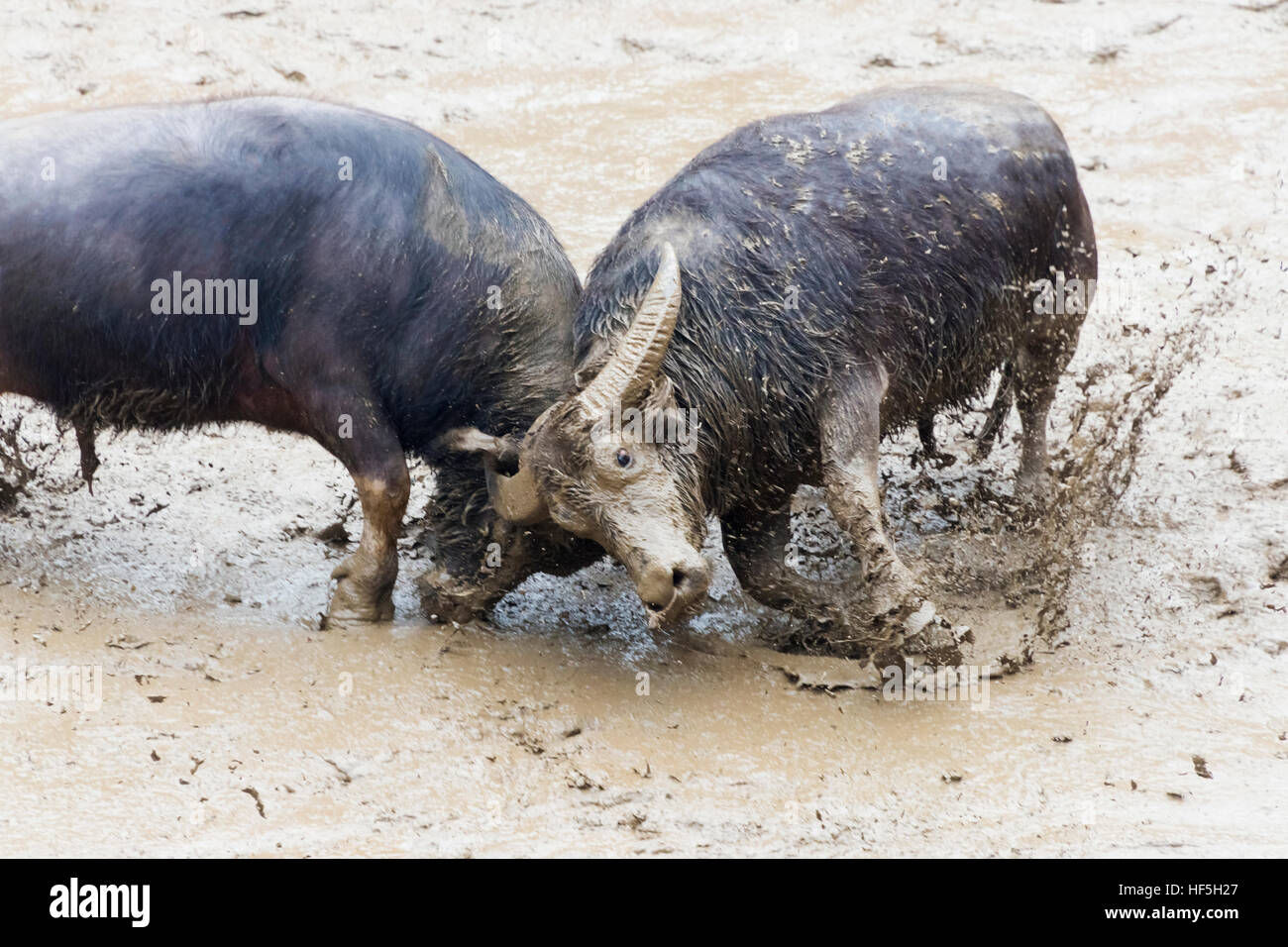 Bull fight hi-res stock photography and images - Alamy
