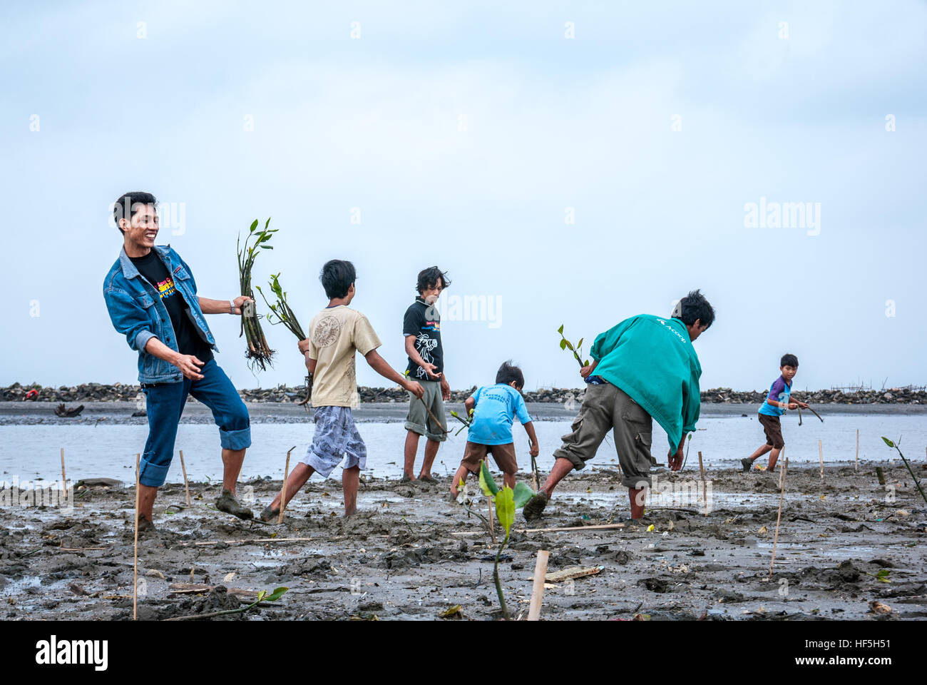 Mangrove planting asia hi-res stock photography and images - Alamy