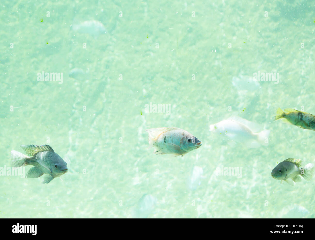 Subtropical freshwater fish hi-res stock photography and images - Alamy