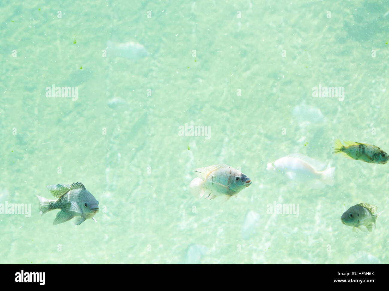 Zambezi river fish in freshwater Stock Photo - Alamy