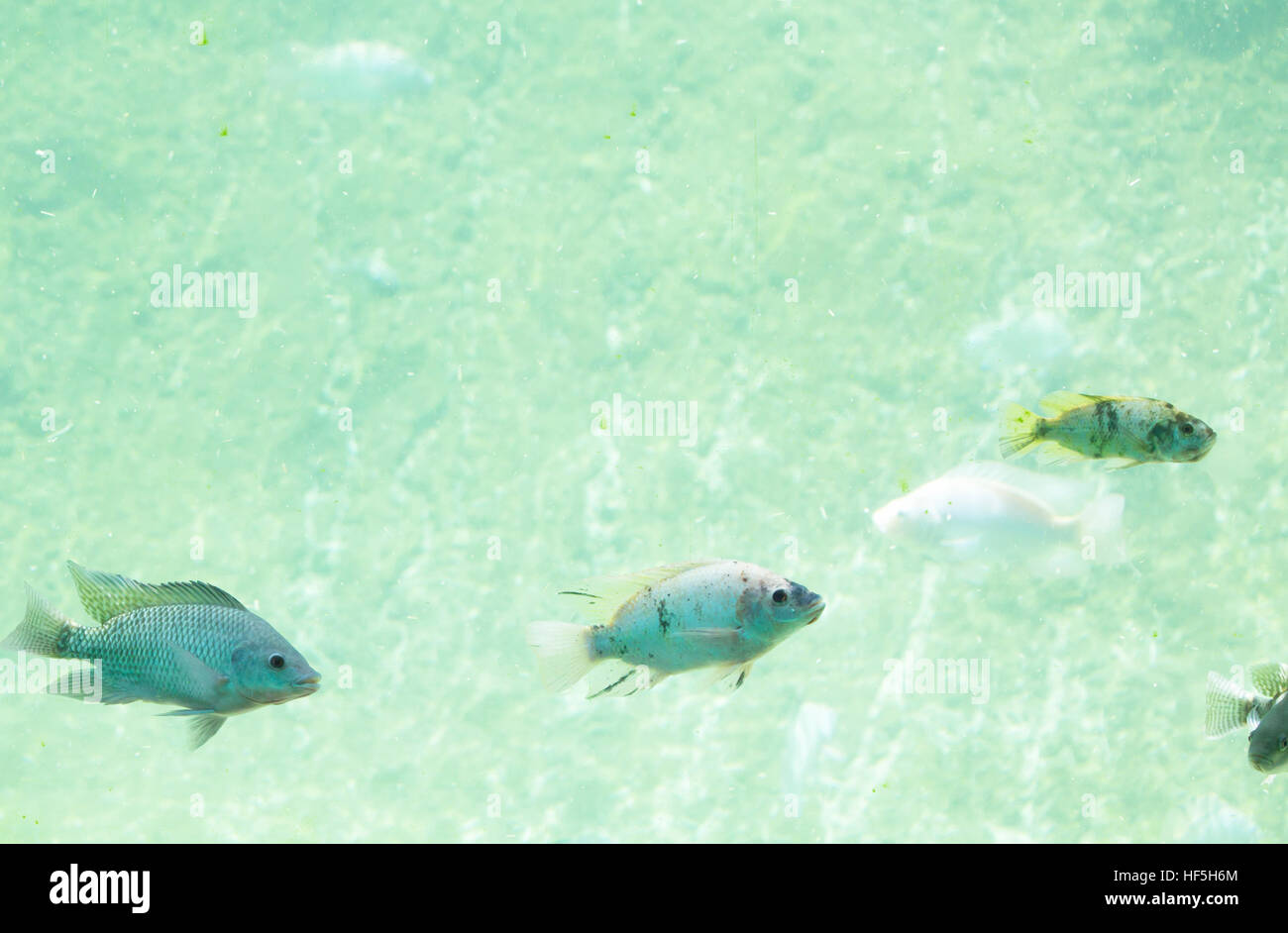 Freshwater river fish hi-res stock photography and images - Alamy