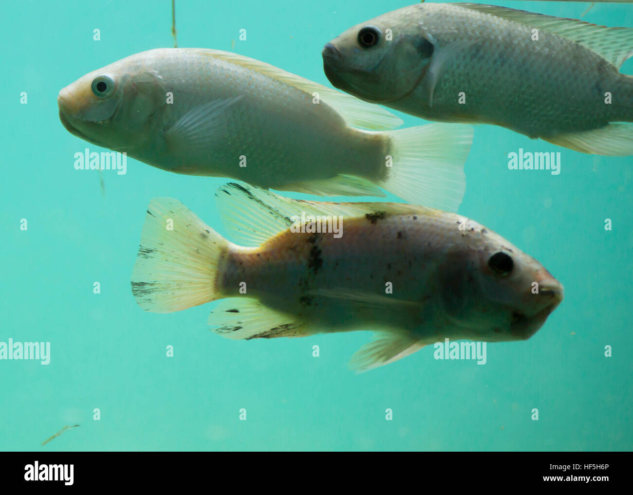 Zambezi river fish in freshwater Stock Photo - Alamy