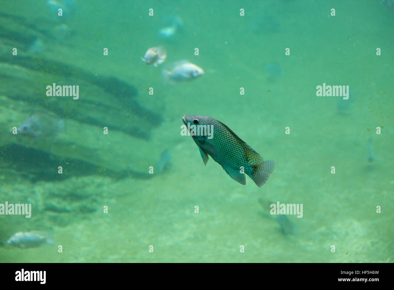 Zambezi river fish in freshwater Stock Photo - Alamy