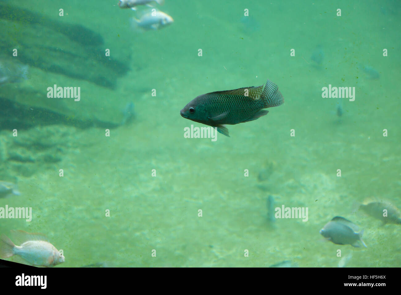 Subtropical freshwater fish hi-res stock photography and images - Alamy