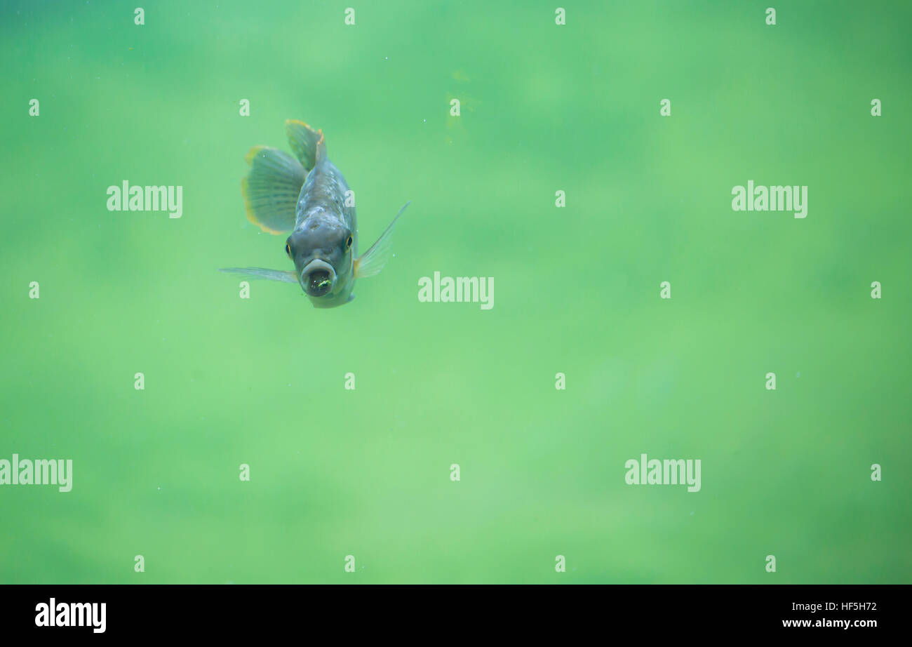 Zambezi river fish in freshwater Stock Photo - Alamy