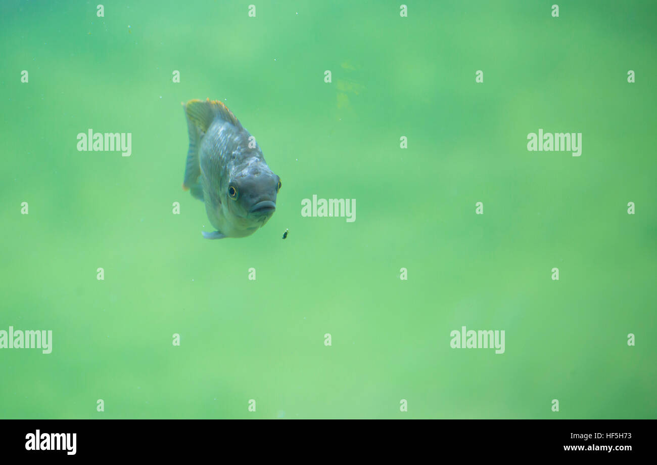 Zambezi river fish in freshwater Stock Photo - Alamy