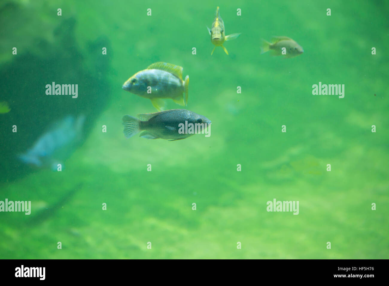 Freshwater river fish hi-res stock photography and images - Alamy