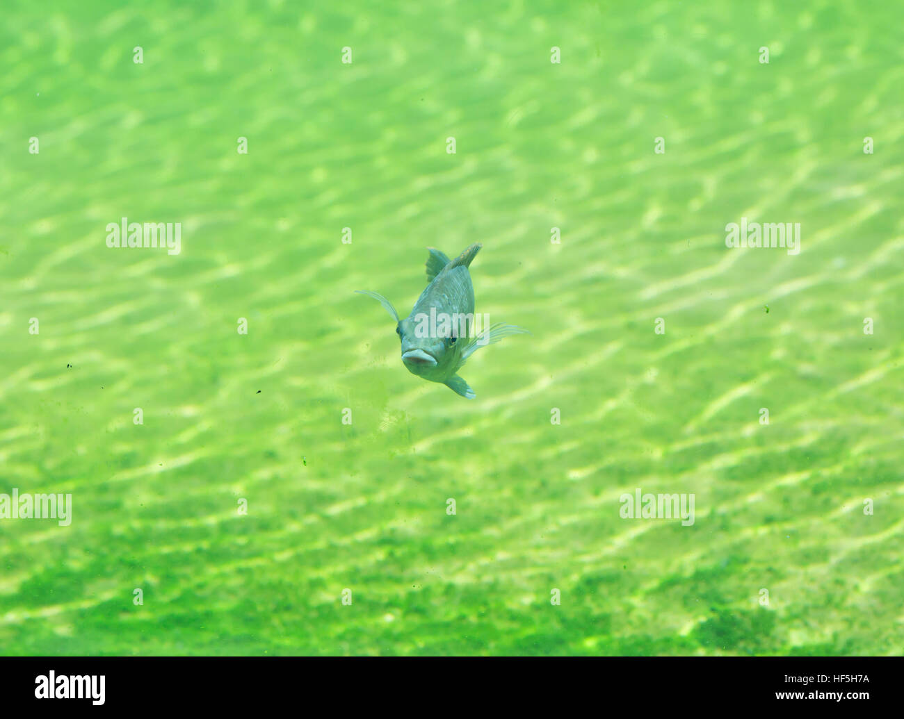 Zambezi river fish in freshwater Stock Photo - Alamy