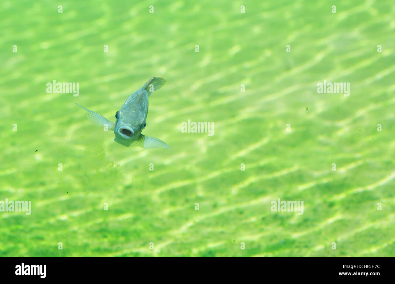 Zambezi river fish in freshwater Stock Photo - Alamy