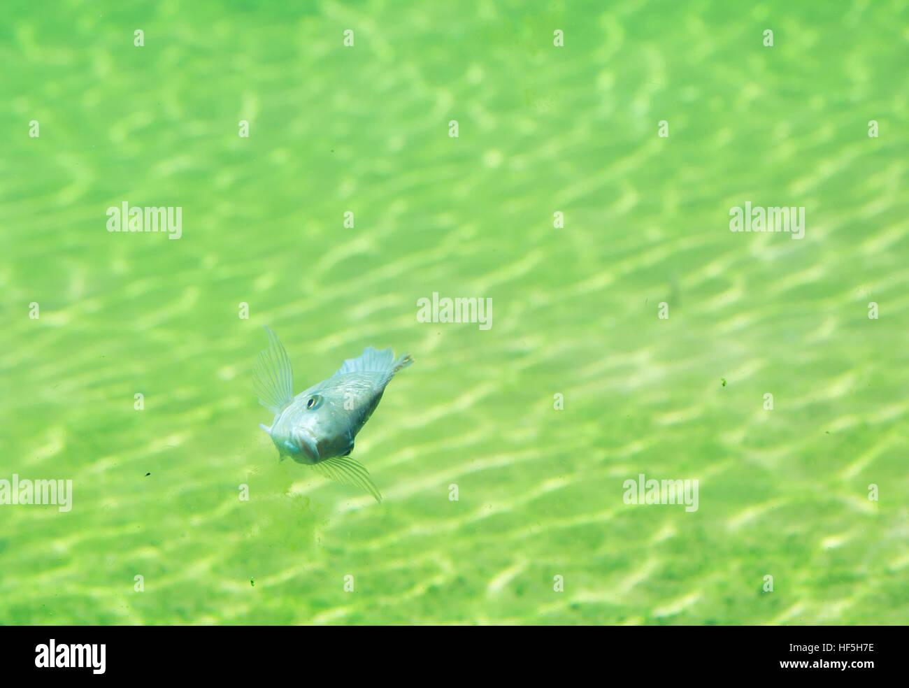 Zambezi river fish in freshwater Stock Photo - Alamy