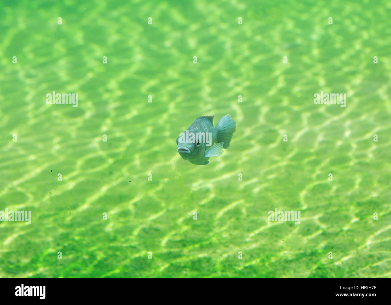 Zambezi river fish in freshwater Stock Photo - Alamy