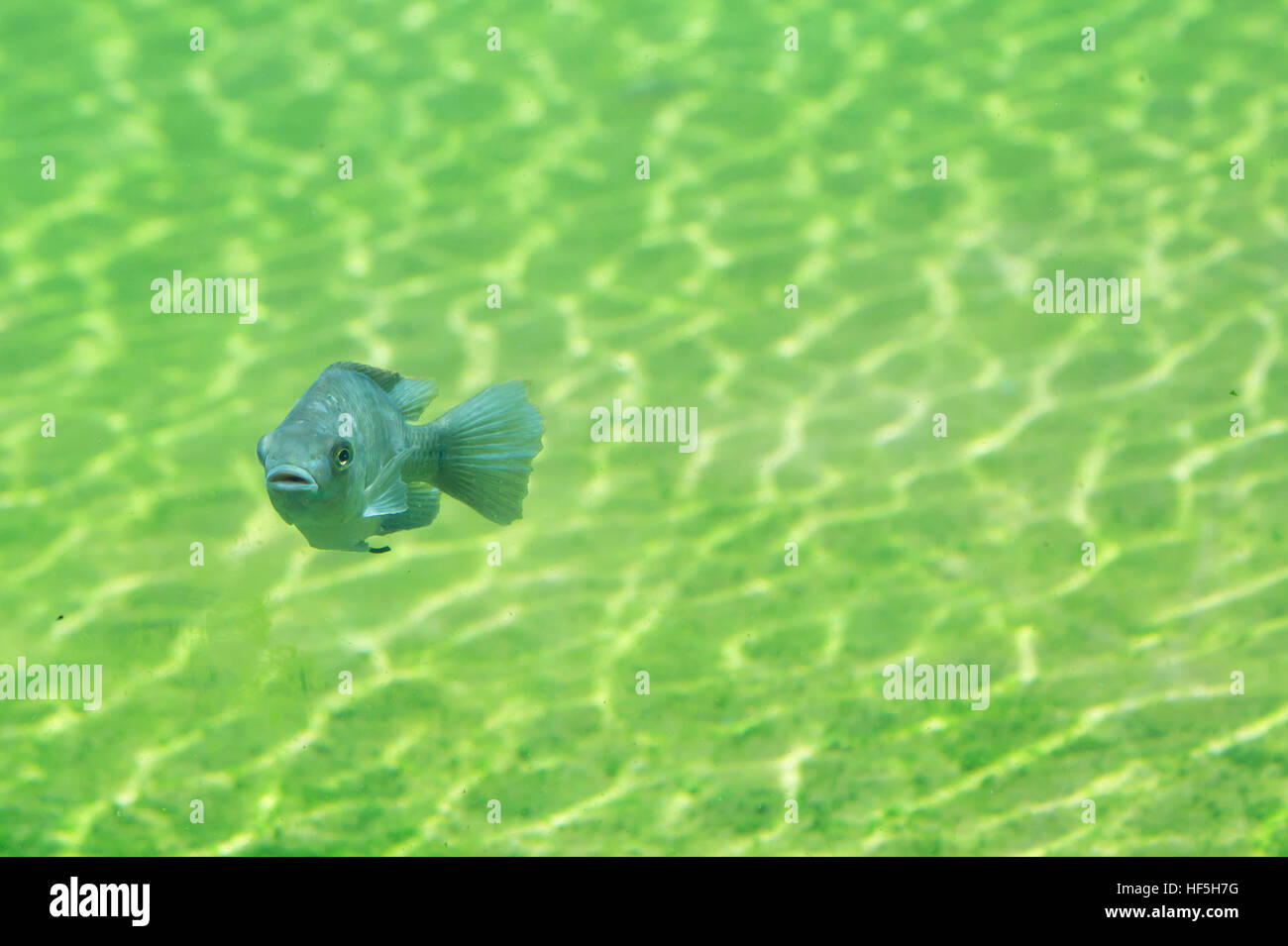 Zambezi river fish in freshwater Stock Photo - Alamy