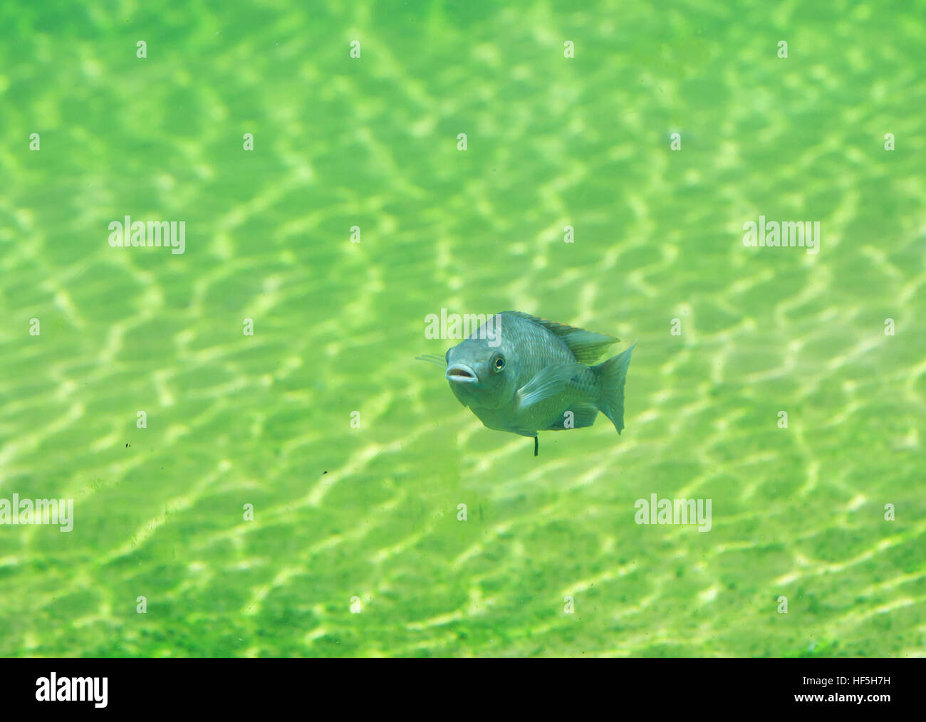 Zambezi river fish in freshwater Stock Photo - Alamy