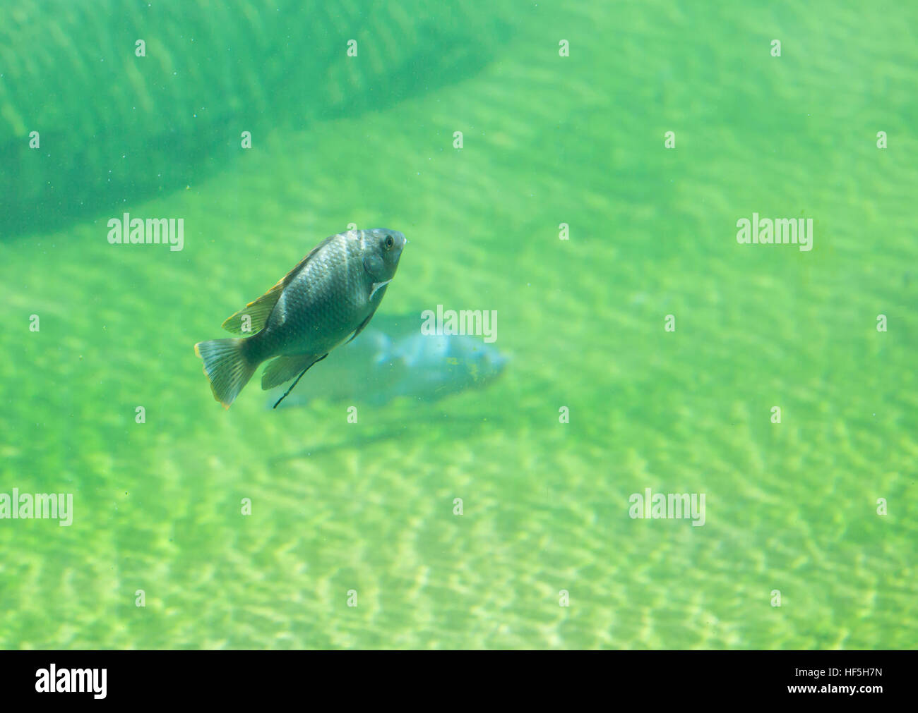 Zambezi river fish in freshwater Stock Photo - Alamy