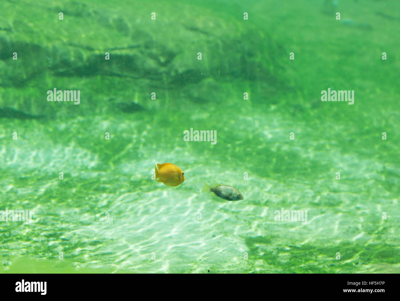 Zambezi river fish in freshwater Stock Photo - Alamy