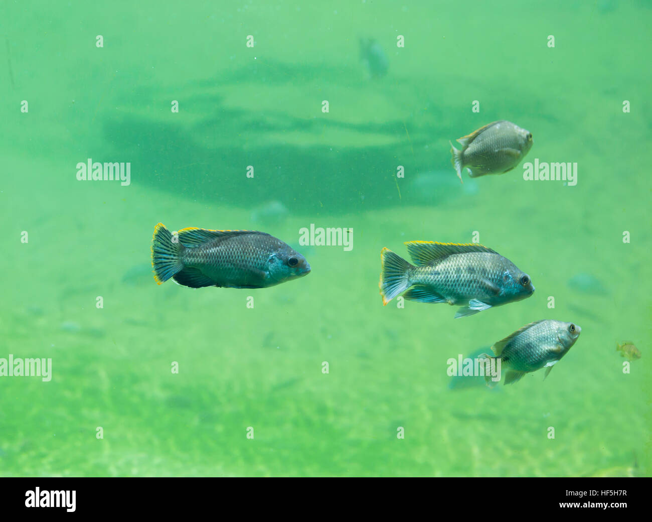 Zambezi river fish in freshwater Stock Photo - Alamy