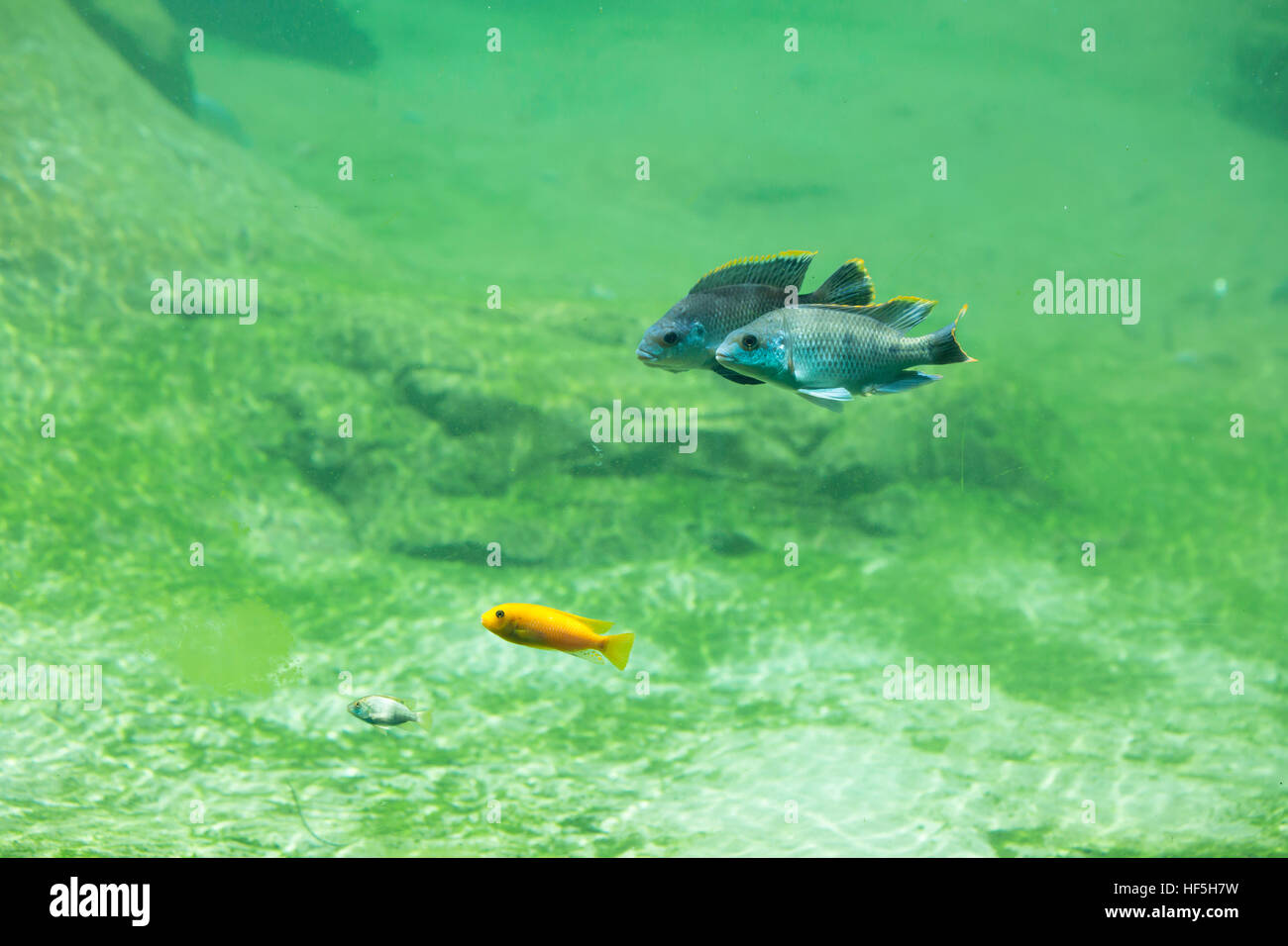 Zambezi river fish in freshwater Stock Photo - Alamy
