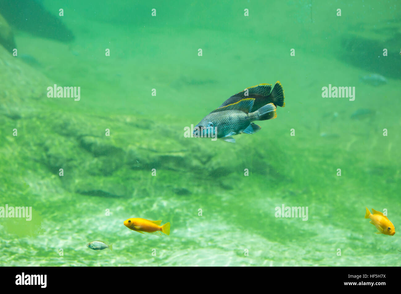 Zambezi river fish in freshwater Stock Photo - Alamy