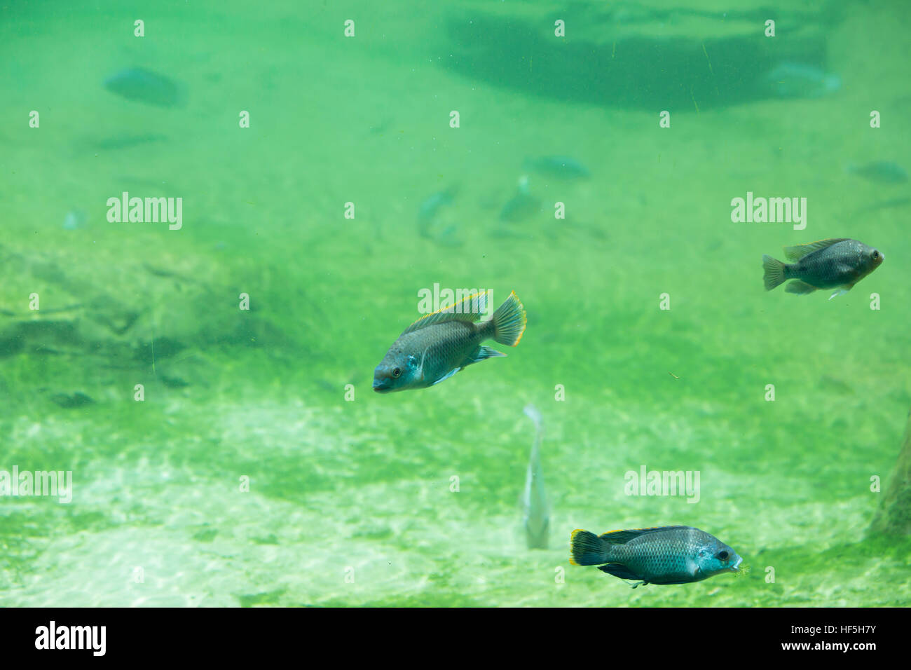 Zambezi river fish in freshwater Stock Photo - Alamy