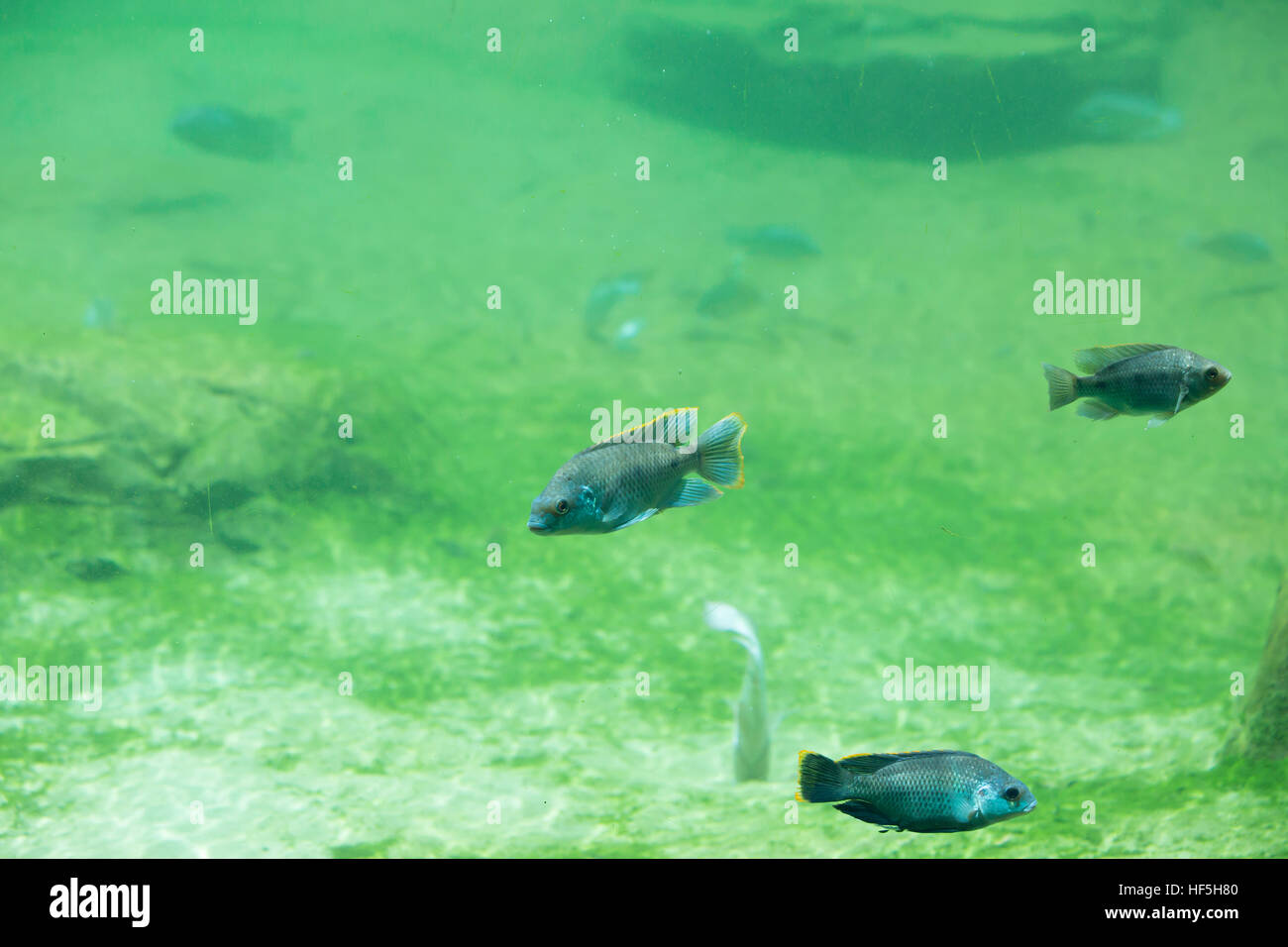 Zambezi river fish in freshwater Stock Photo - Alamy
