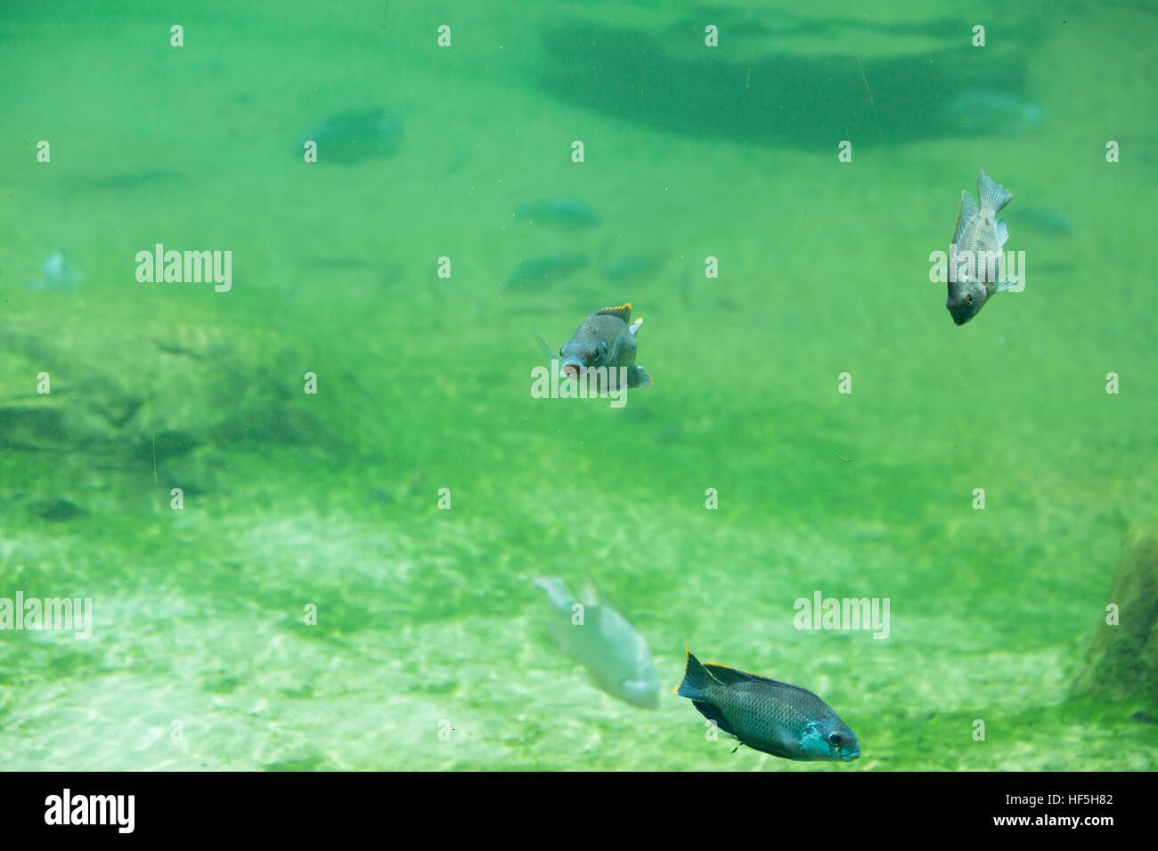 Zambezi river fish in freshwater Stock Photo - Alamy