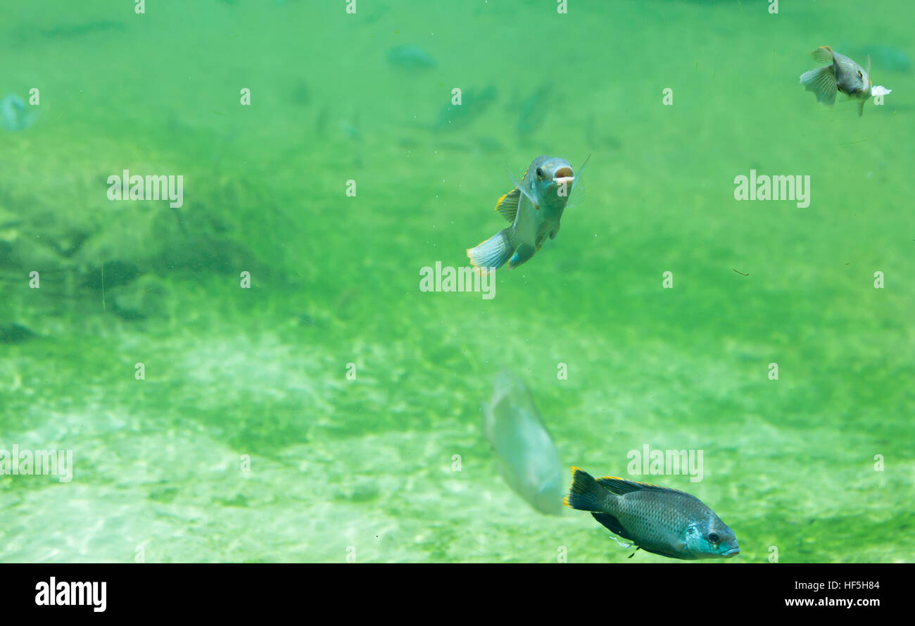 Zambezi river fish in freshwater Stock Photo - Alamy