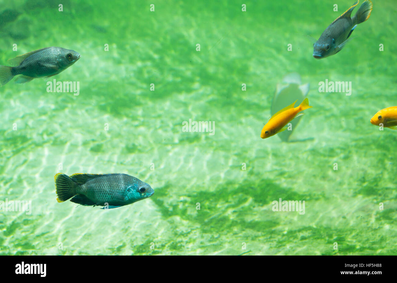 Zambezi river fish in freshwater Stock Photo - Alamy