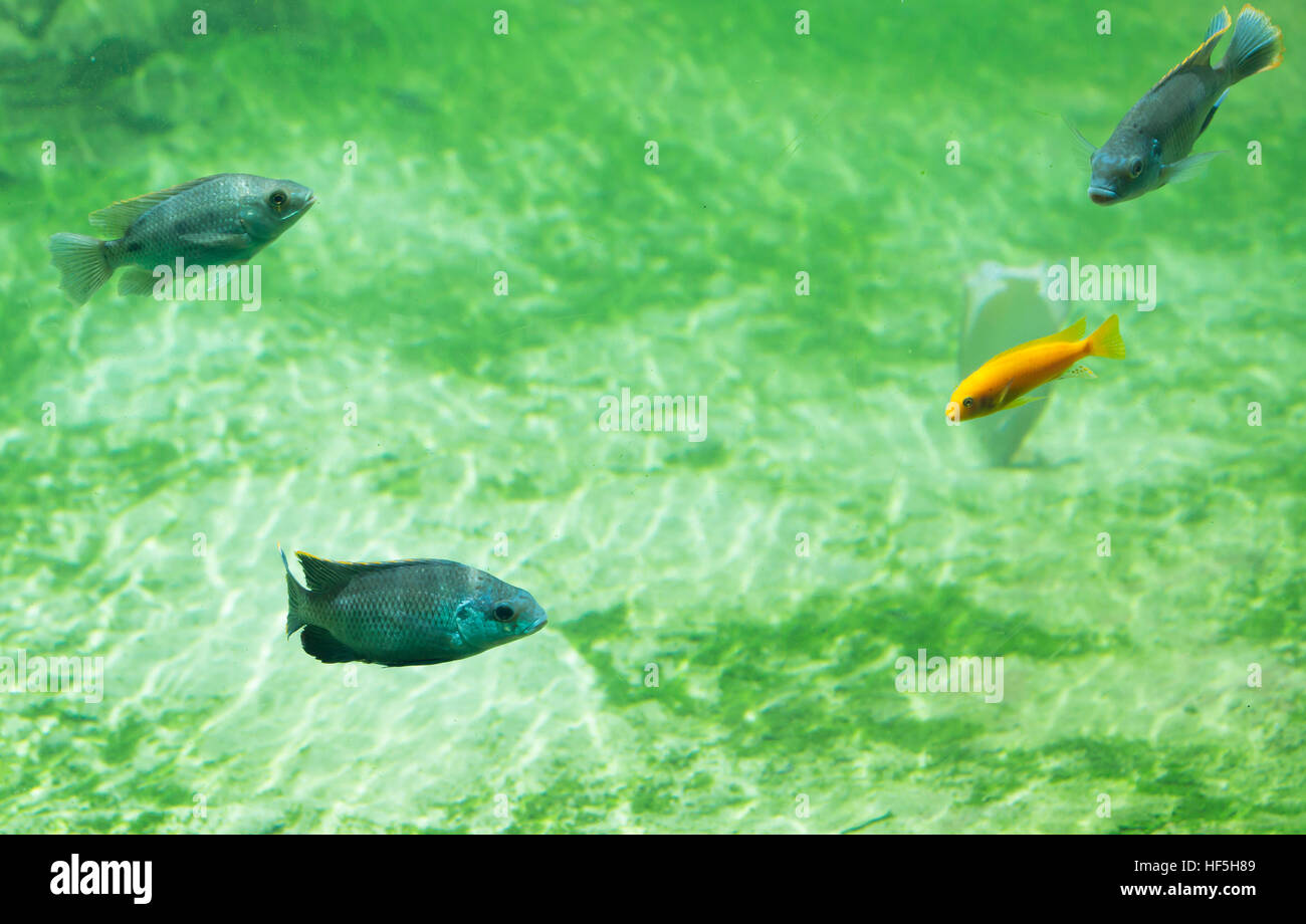 Zambezi river fish in freshwater Stock Photo - Alamy