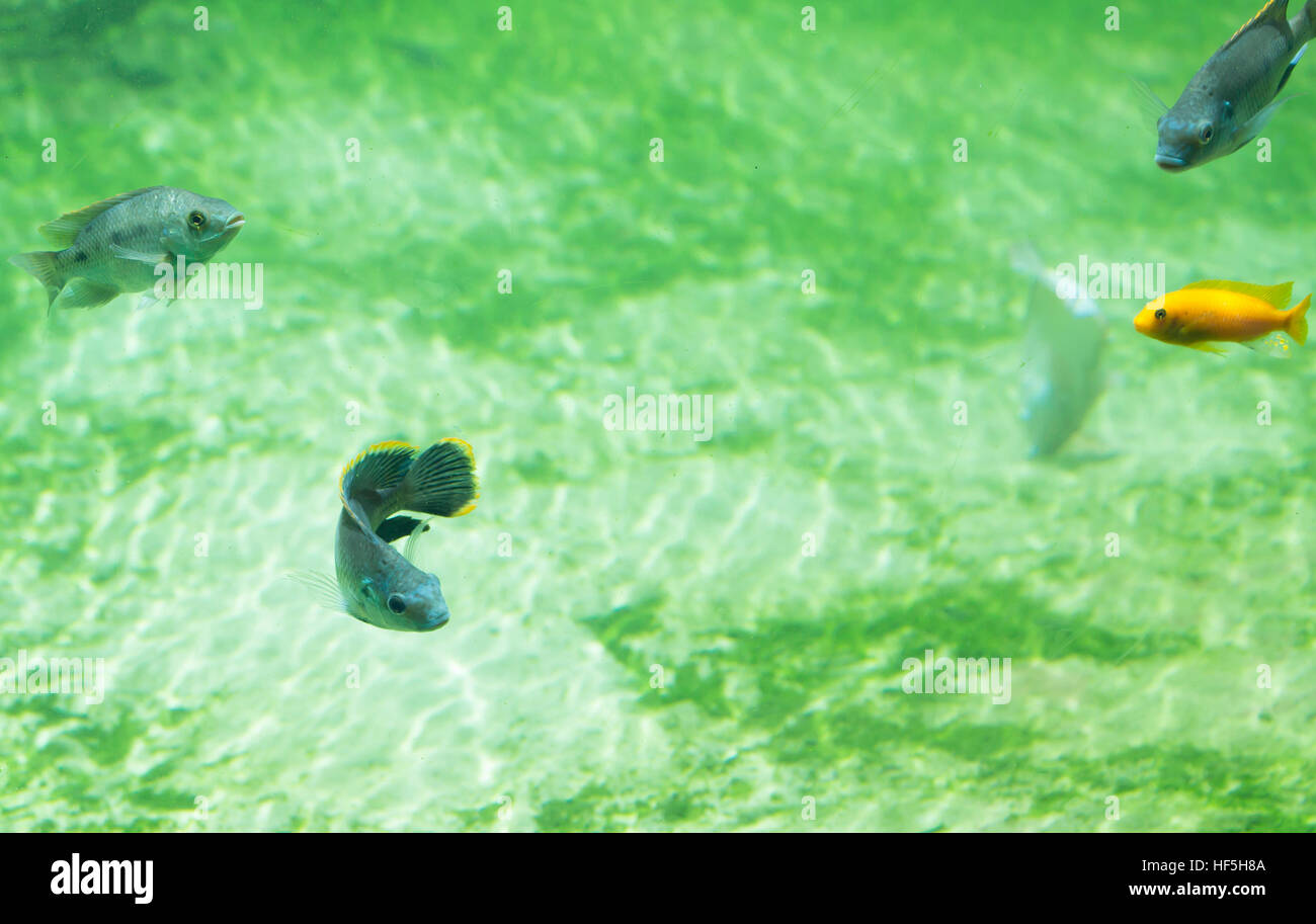 Zambezi river fish in freshwater Stock Photo - Alamy