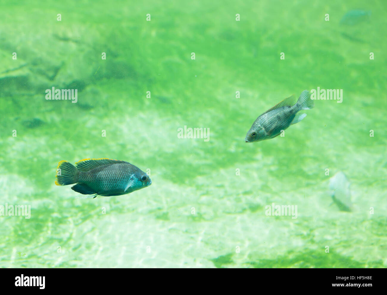 Zambezi river fish in freshwater Stock Photo - Alamy