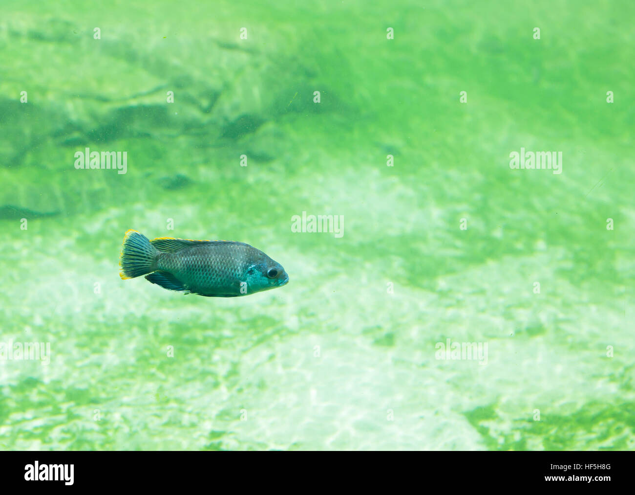 Zambezi river fish in freshwater Stock Photo - Alamy