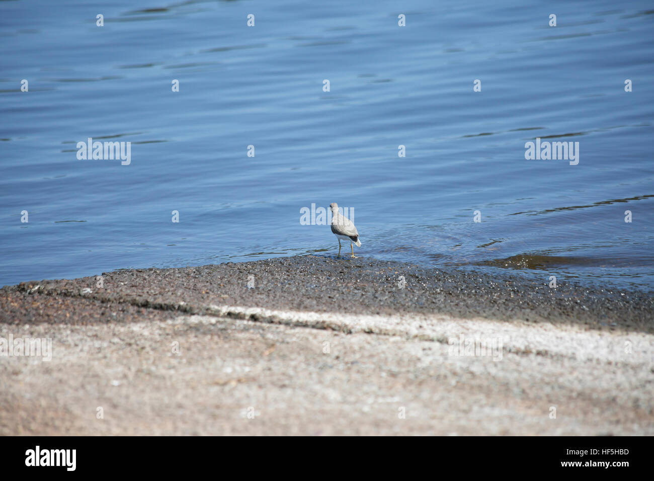 Bird along a lake shore Stock Photo - Alamy