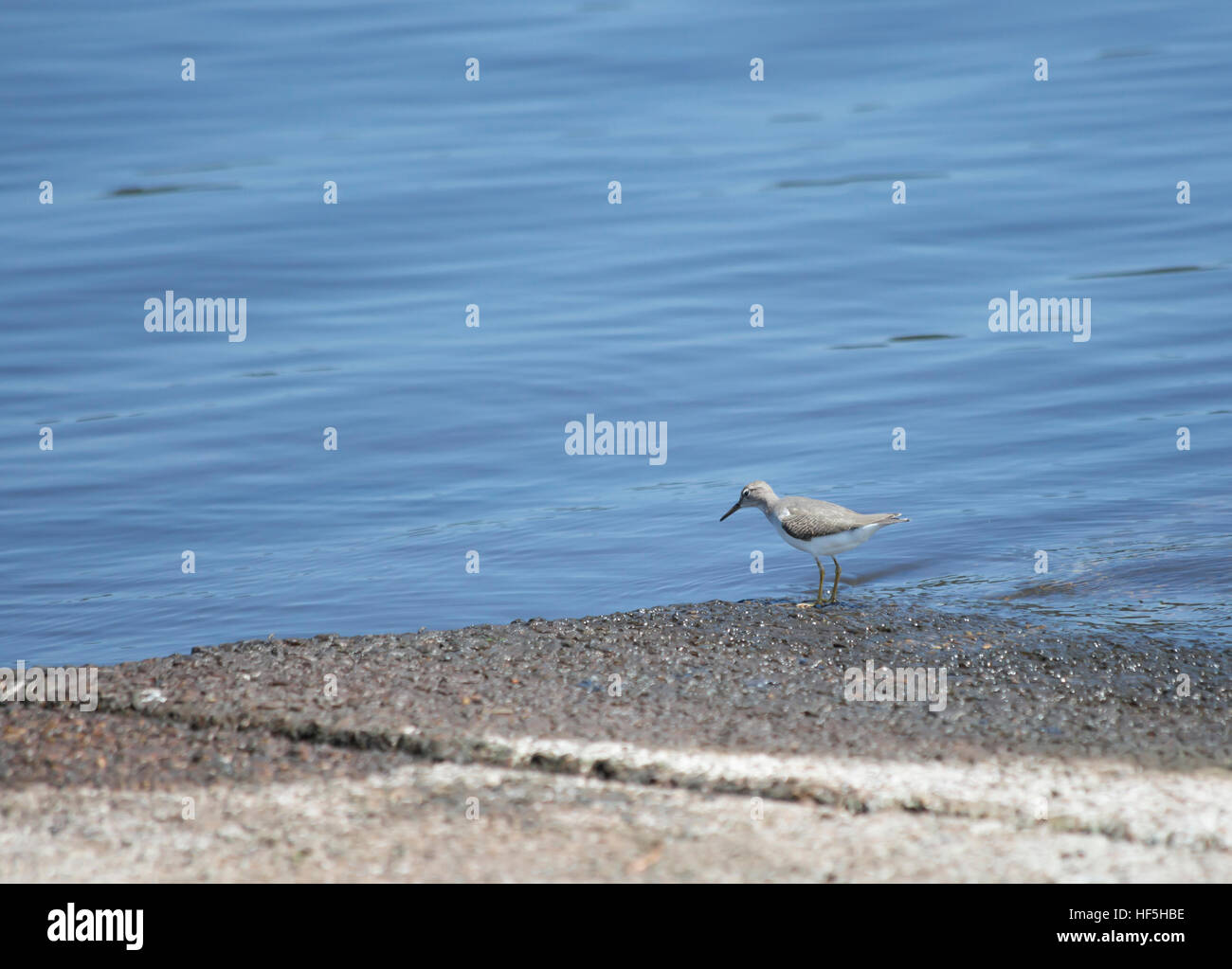 Bird along a lake shore Stock Photo - Alamy