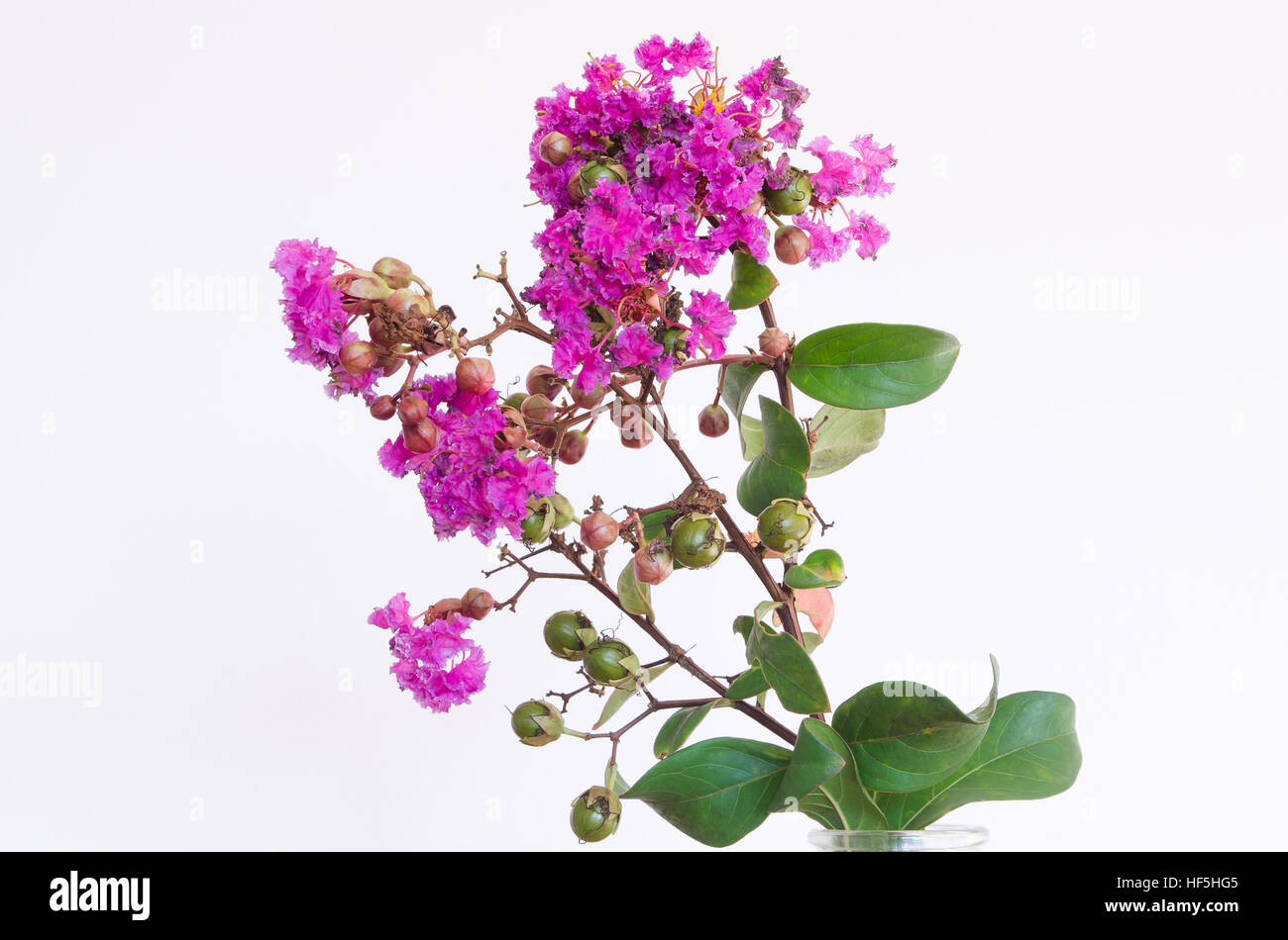 Crepe myrtle leaves hi-res stock photography and images - Alamy
