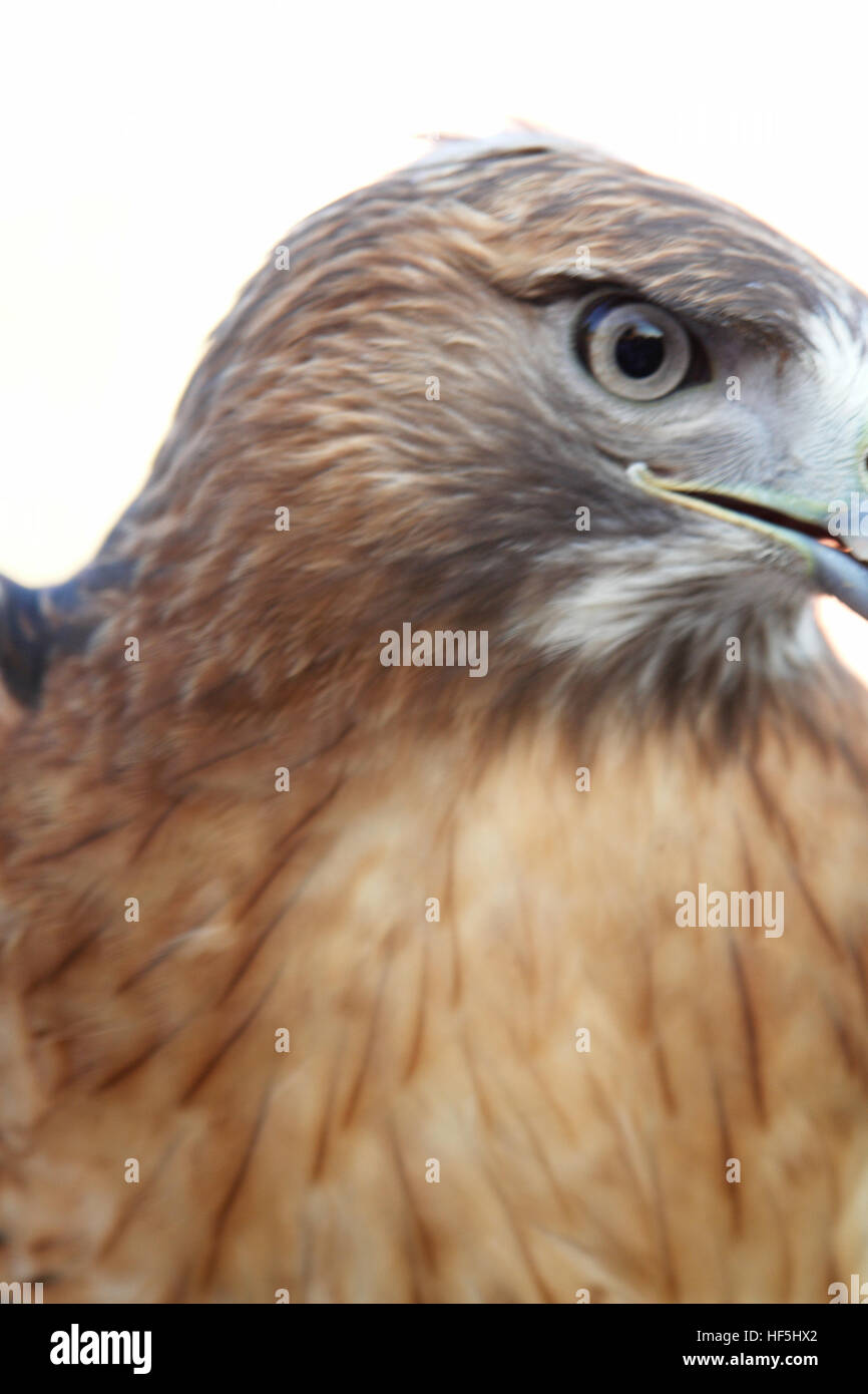 Head of Golden Eagle close-up Stock Photo - Alamy