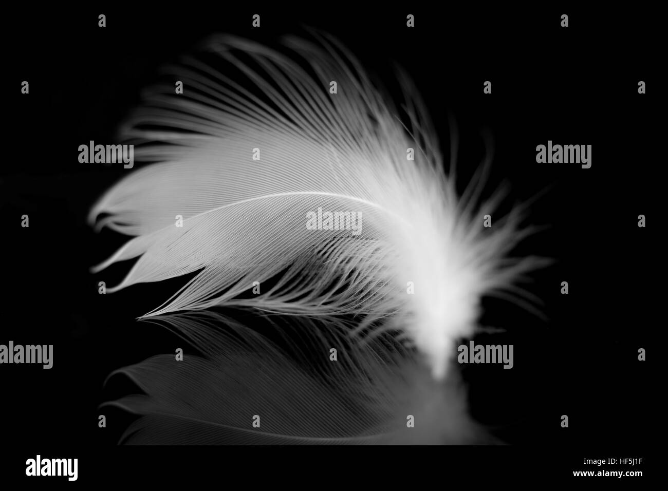 White angel feather Black and White Stock Photos & Images - Alamy