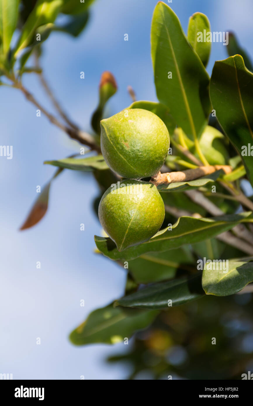 Macadamia nuts on the evergreen tree, macadamia plantation - expensive ...