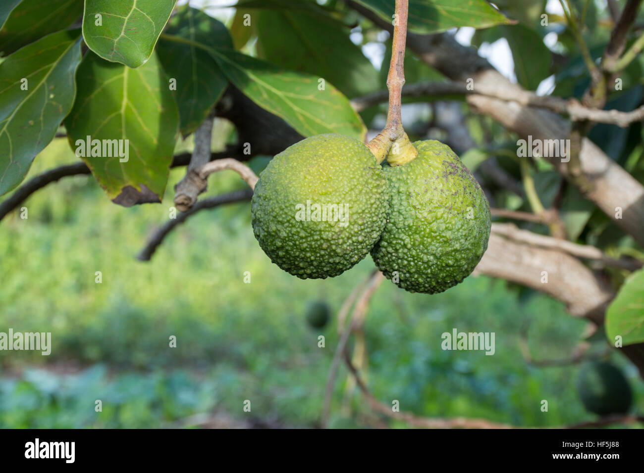Green ripe avocado on the tree, avocado plantation - healthy food Stock ...