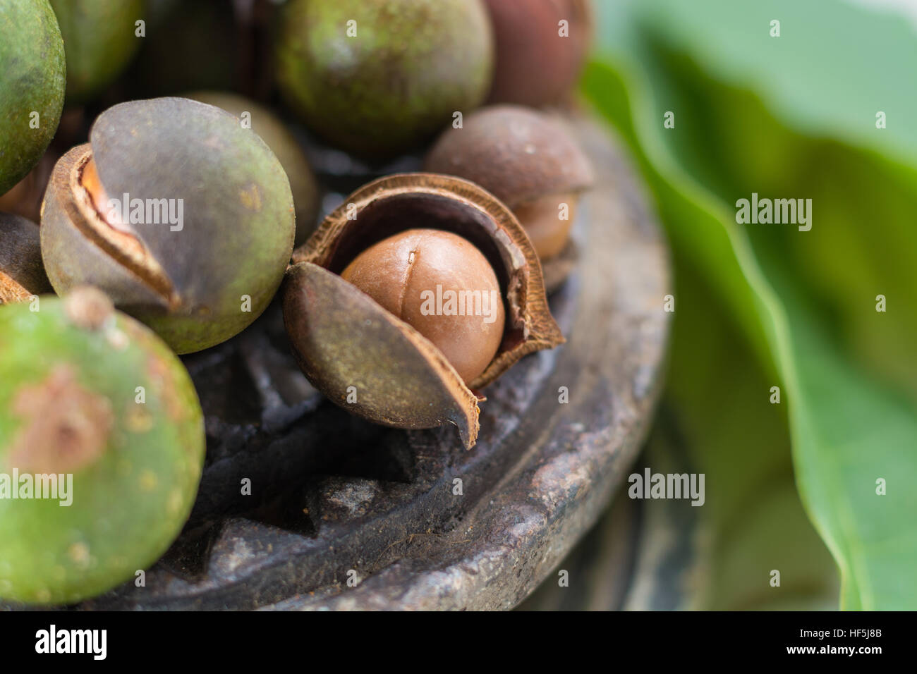 Macadamia nuts harvest close up Stock Photo - Alamy